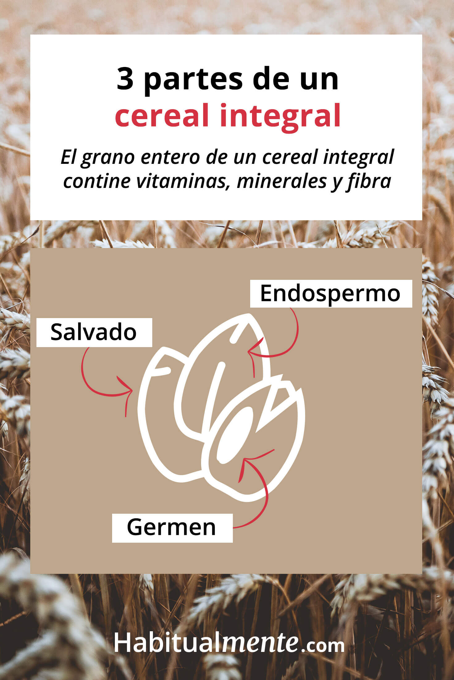 ¿Qué son los cereales integrales y cómo aprender a elegirlos? (la guía ...